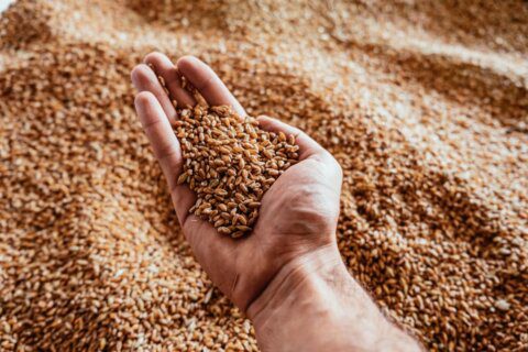 Grain Bin Capacity: How Many Bushels Does a Grain Bin Hold? - Chief Agri